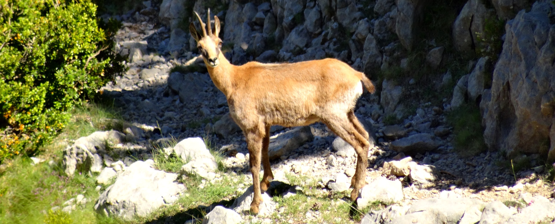L'isard des Pyrénées - Randos passion